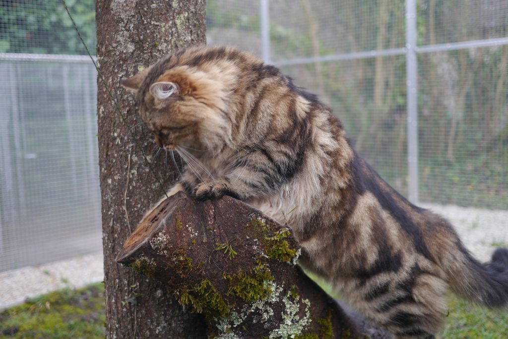 Educating your eyes on Siberian type - International Siberian Breeders Club